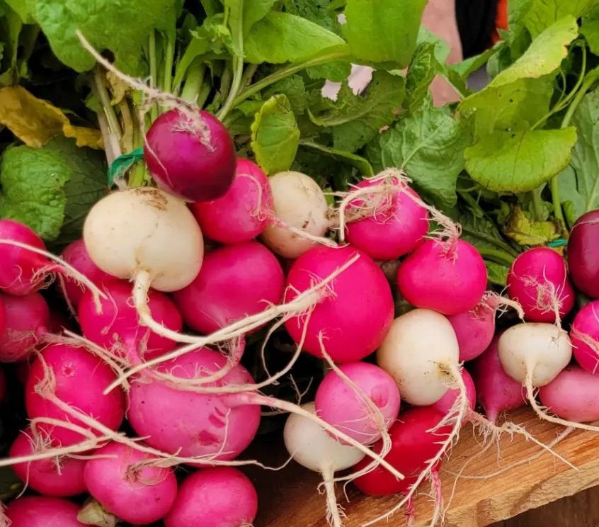 Radish | THE R+R FARM CO-OP